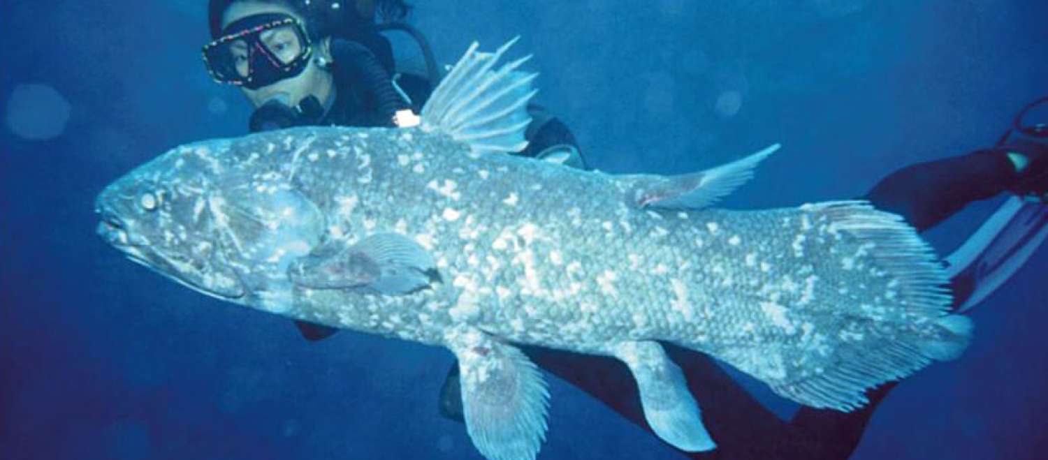 Peixe pré-histórico em perigo - Salve a Floresta