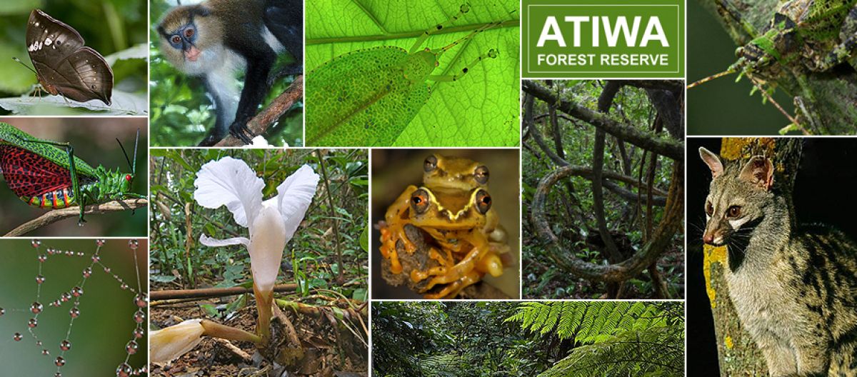 Gana: a floresta de Atiwa tem que ser protegida - Salve a Floresta